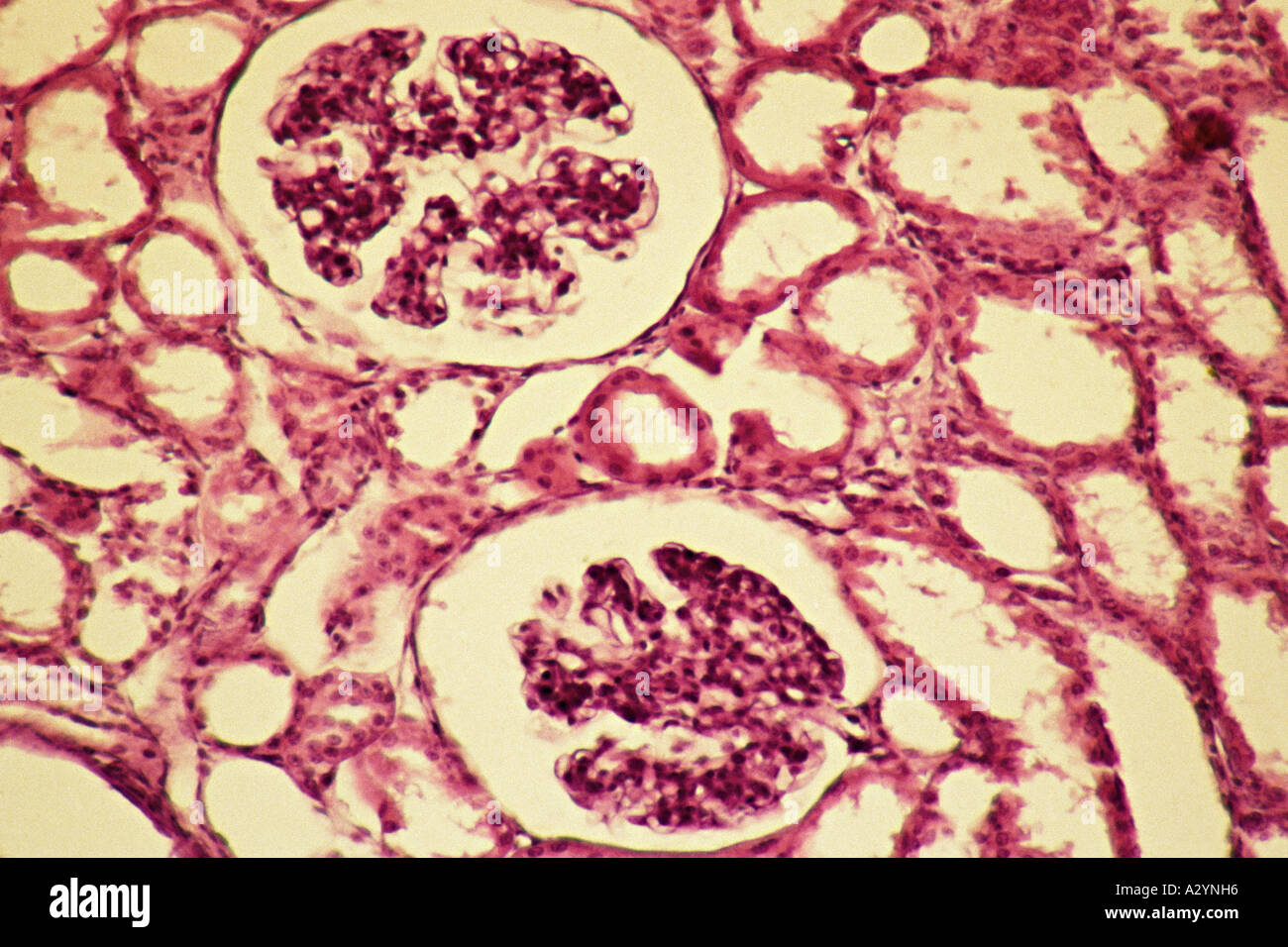 Glomeruli in kidney Stock Photo - Alamy