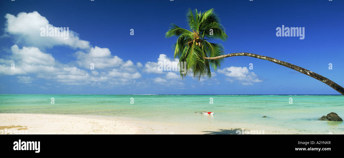 Old palm tree extended over Aitutaki beach and lagoon in Cook Islands ...