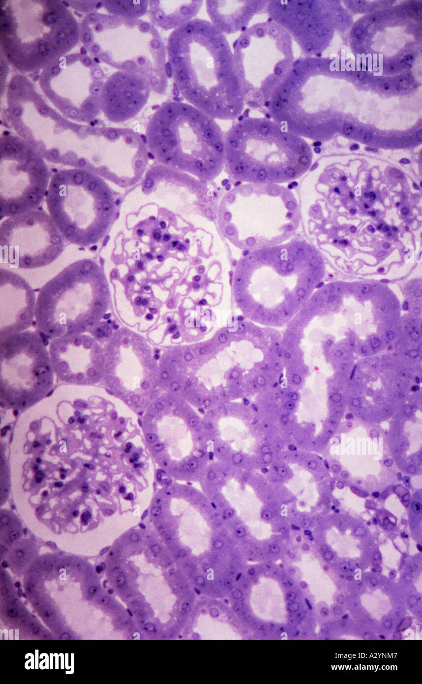 Glomeruli and tubules in kidney Stock Photo - Alamy