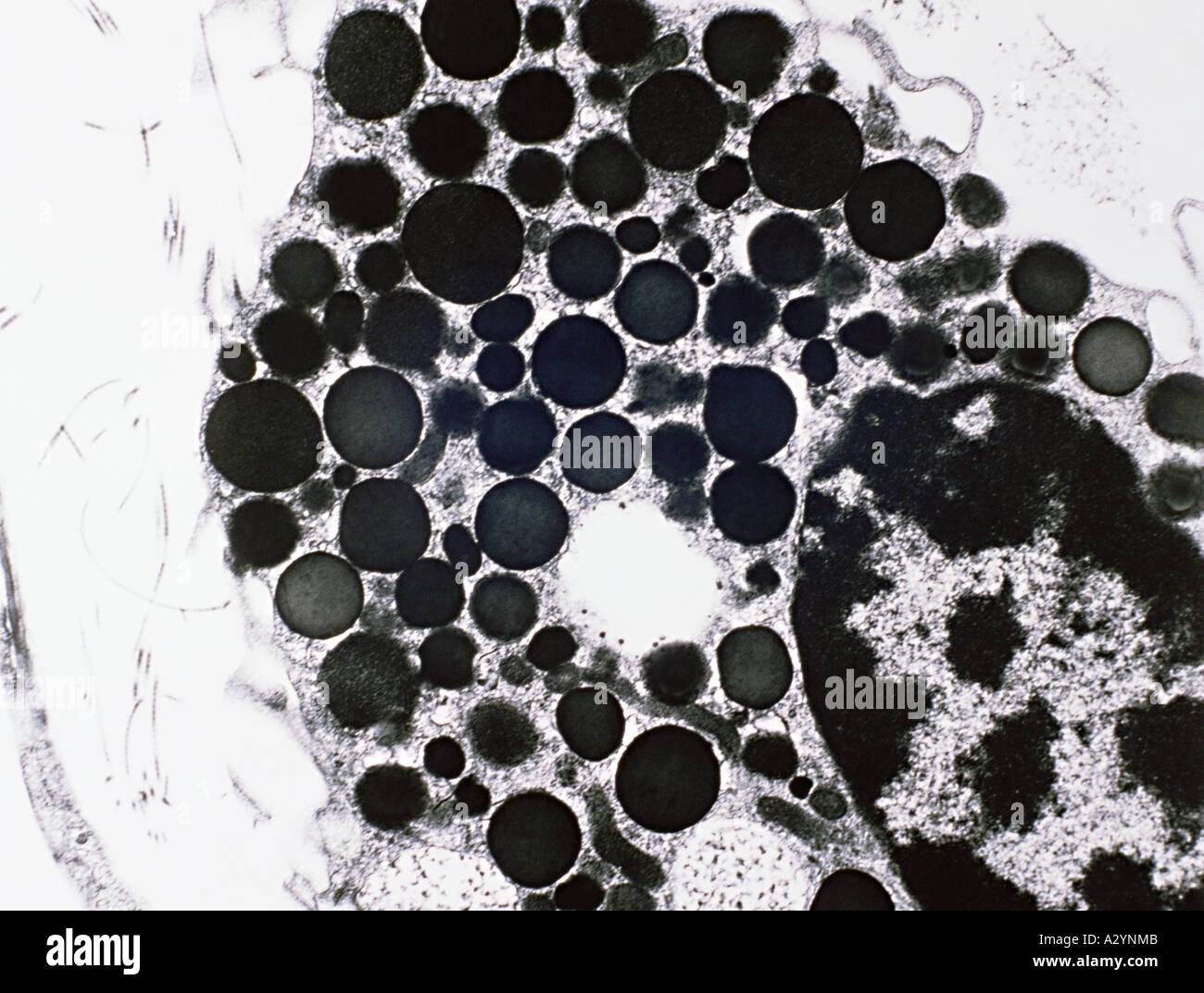 Mast cell micrograph hi-res stock photography and images - Alamy