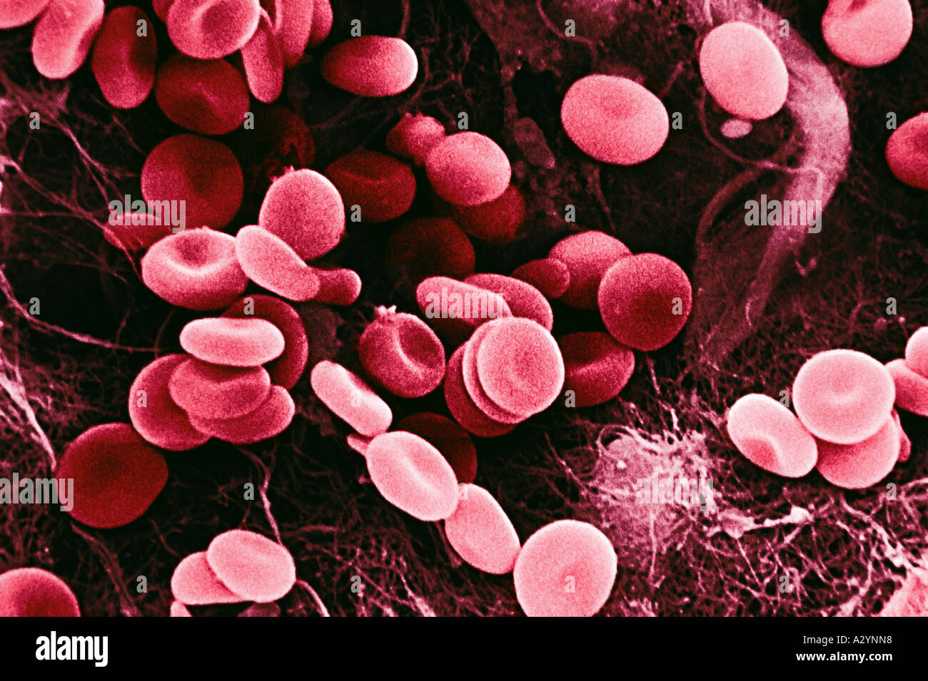 Red blood cells Stock Photo - Alamy