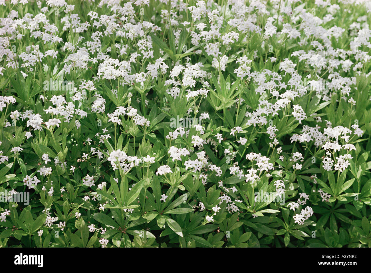 Woodruff plant hi-res stock photography and images - Alamy