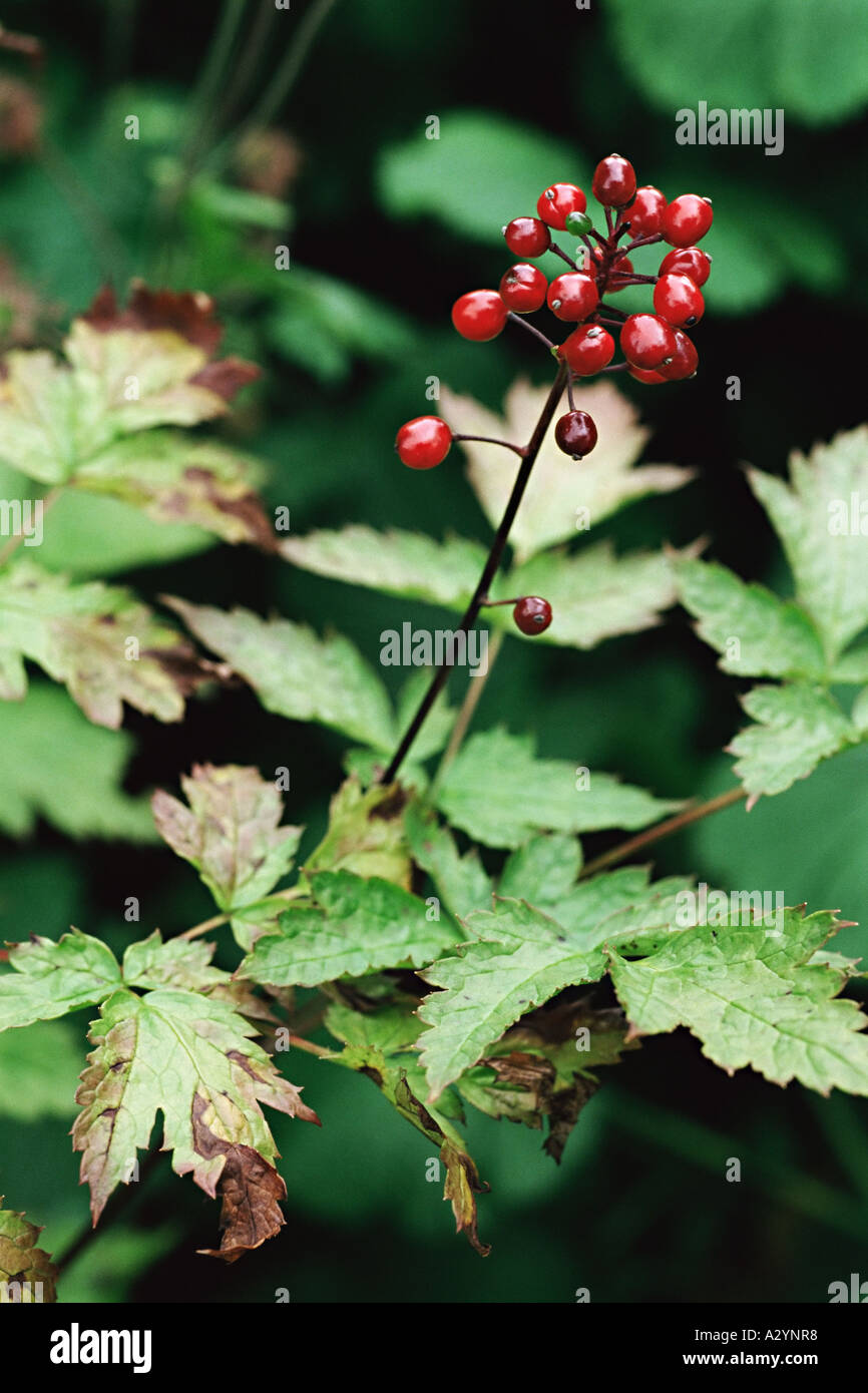 Red baneberry hi-res stock photography and images - Alamy