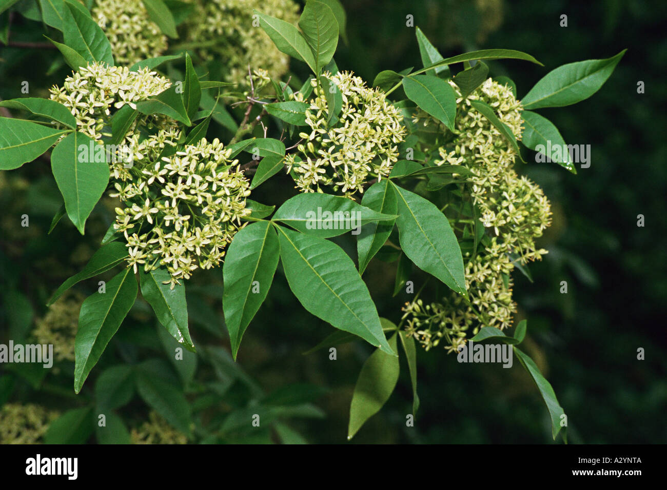 Hop tree hi-res stock photography and images - Alamy