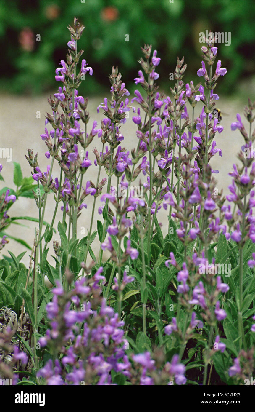 Leaved e hi-res stock photography and images - Alamy