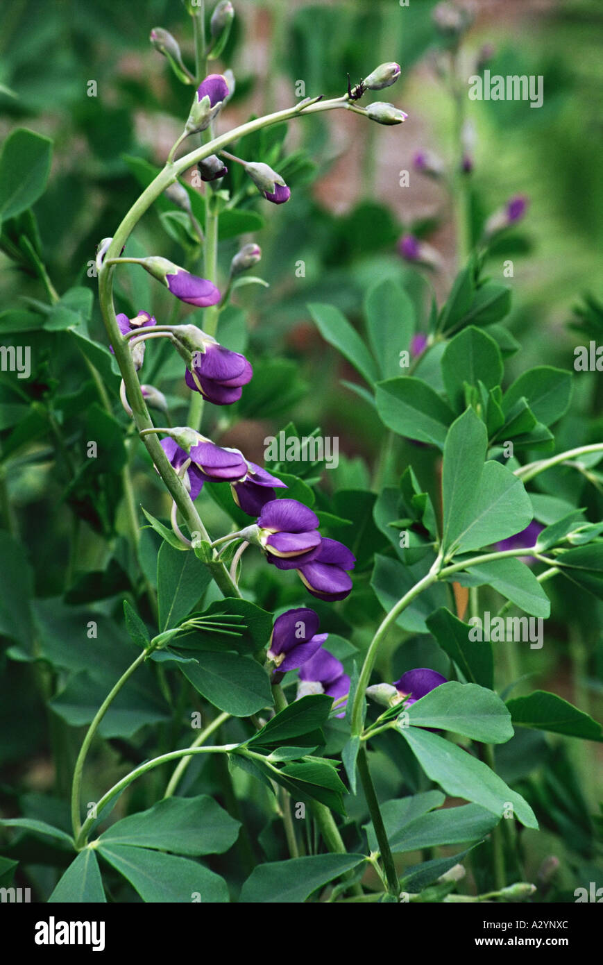Wild indigo flowers Stock Photo - Alamy