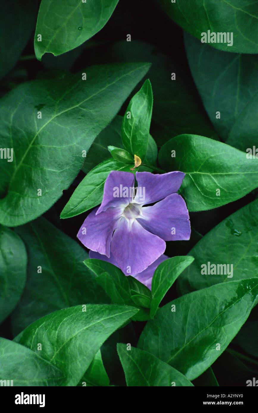 Greater periwinkle hi-res stock photography and images - Alamy