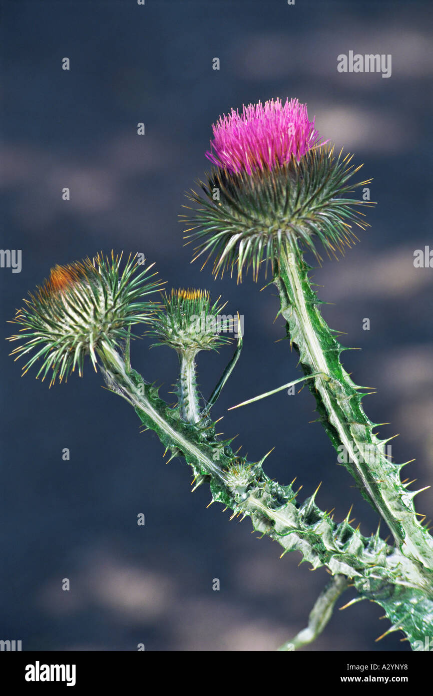 Thistle type hi-res stock photography and images - Alamy