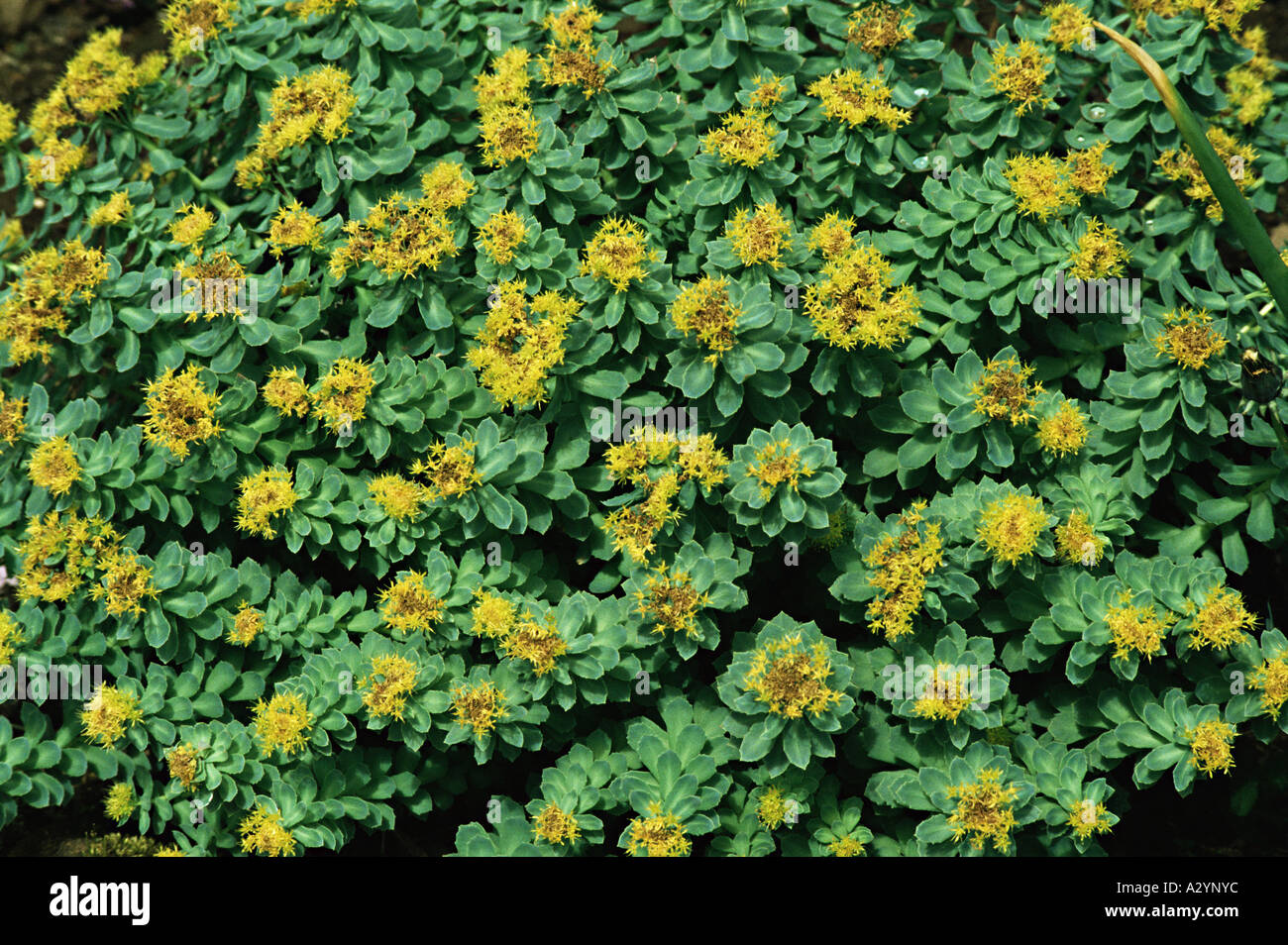 Rose root plant Stock Photo - Alamy