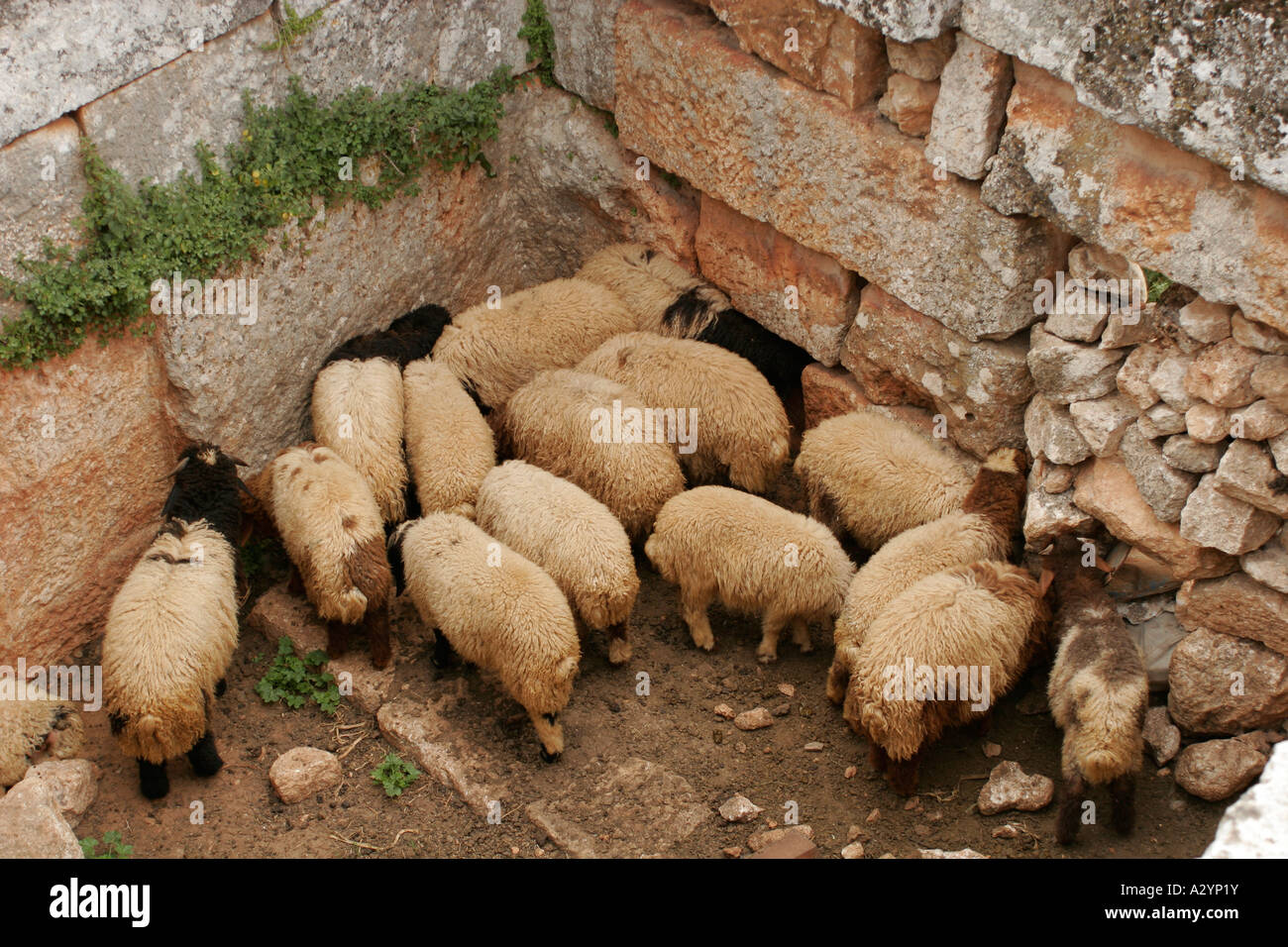 Syrian sheep hi-res stock photography and images - Alamy