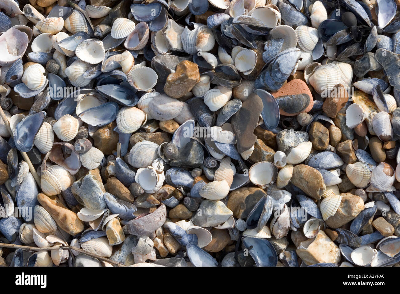 Beach Shingle Whitstable Kent Stock Photo - Alamy