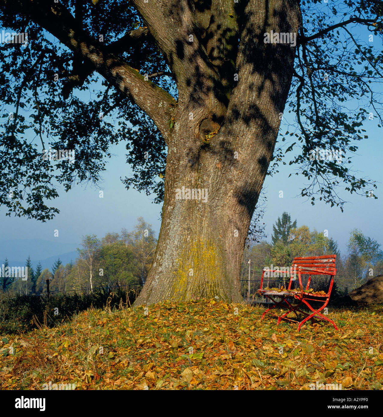 red bench under oak tree in fall. Photo by Willy Matheisl Stock Photo ...