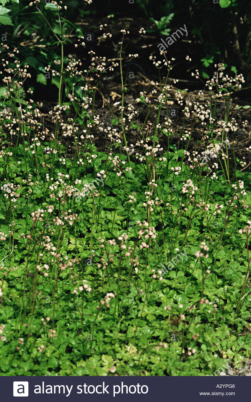 Sanicle Stock Photos & Sanicle Stock Images - Alamy