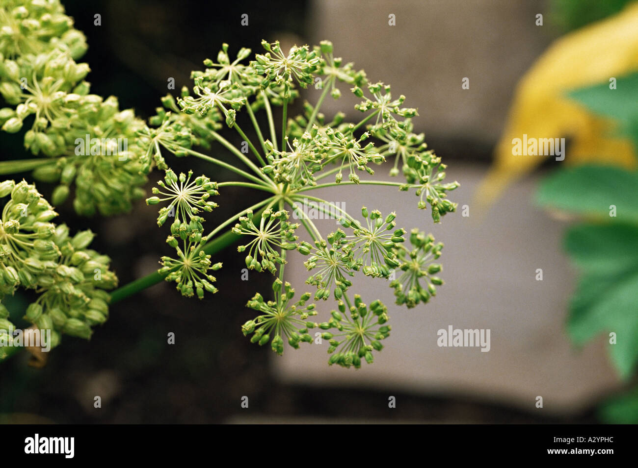 Angelica species hi-res stock photography and images - Alamy