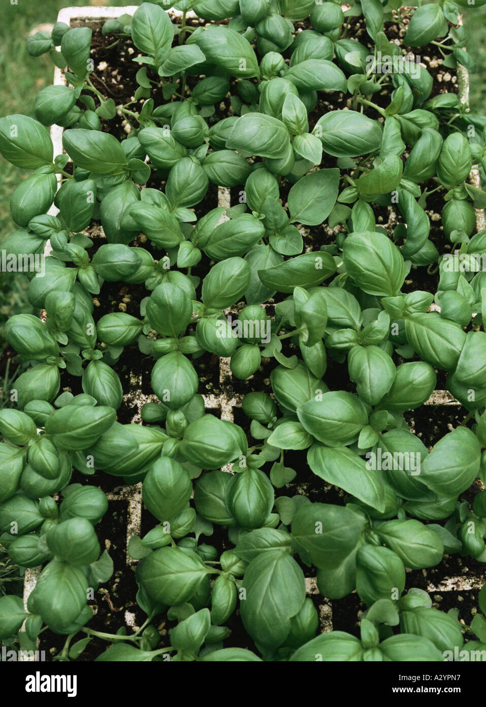 Sweet basil plant species hi-res stock photography and images - Alamy