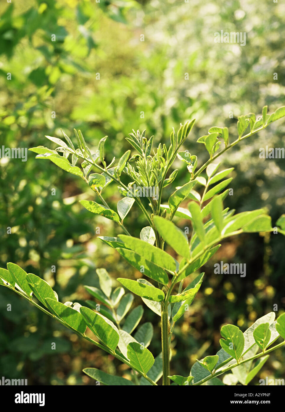 Liquorice aroma hi-res stock photography and images - Alamy