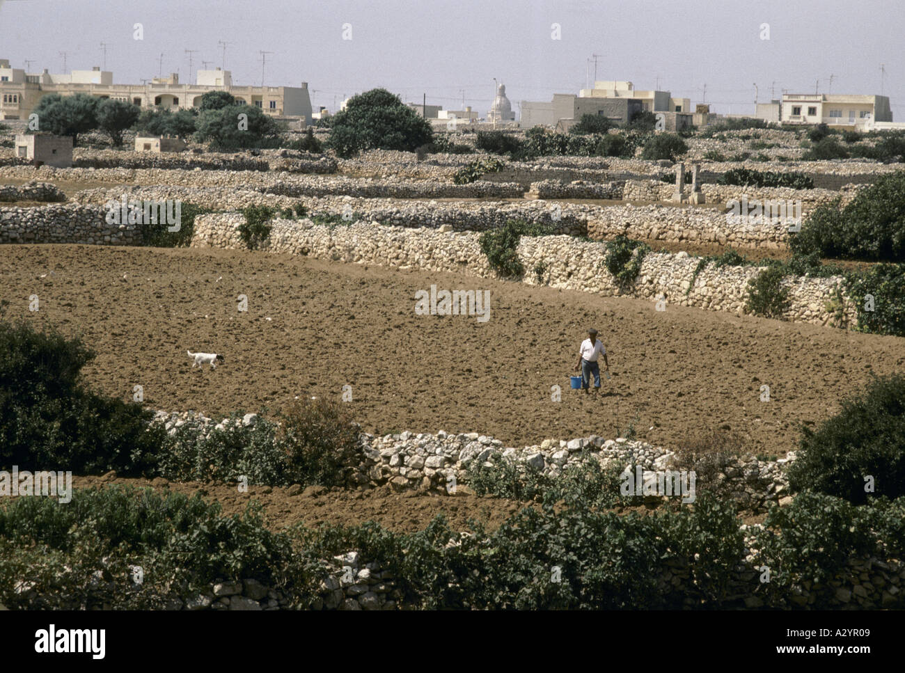 malta small farm in the middle of the island there are limited ...