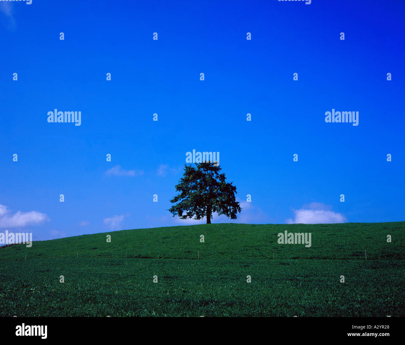 Friedenslinde lime tree Bronnweiler Germany. Photo by Willy Matheisl ...