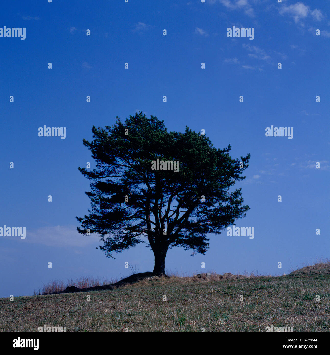 single pine tree on hill. Photo by Willy Matheisl Stock Photo - Alamy