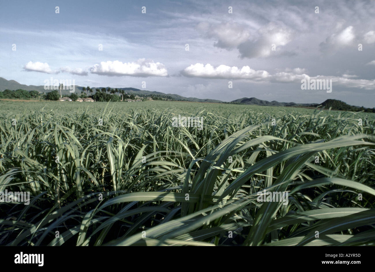 Sugarcane field hi-res stock photography and images - Alamy