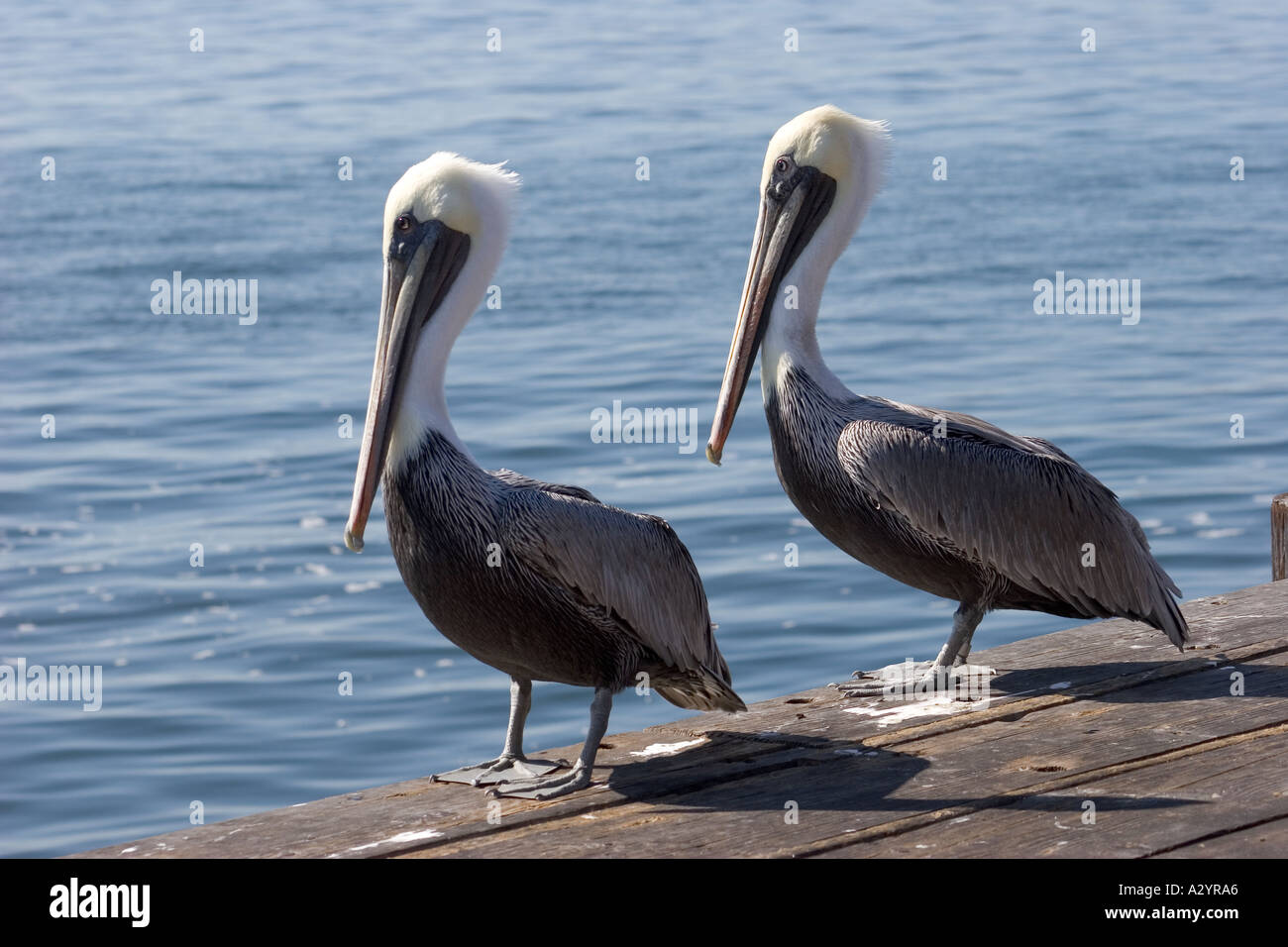 Pelicans at end of Pier Santa Barbara California USA Stock Photo - Alamy