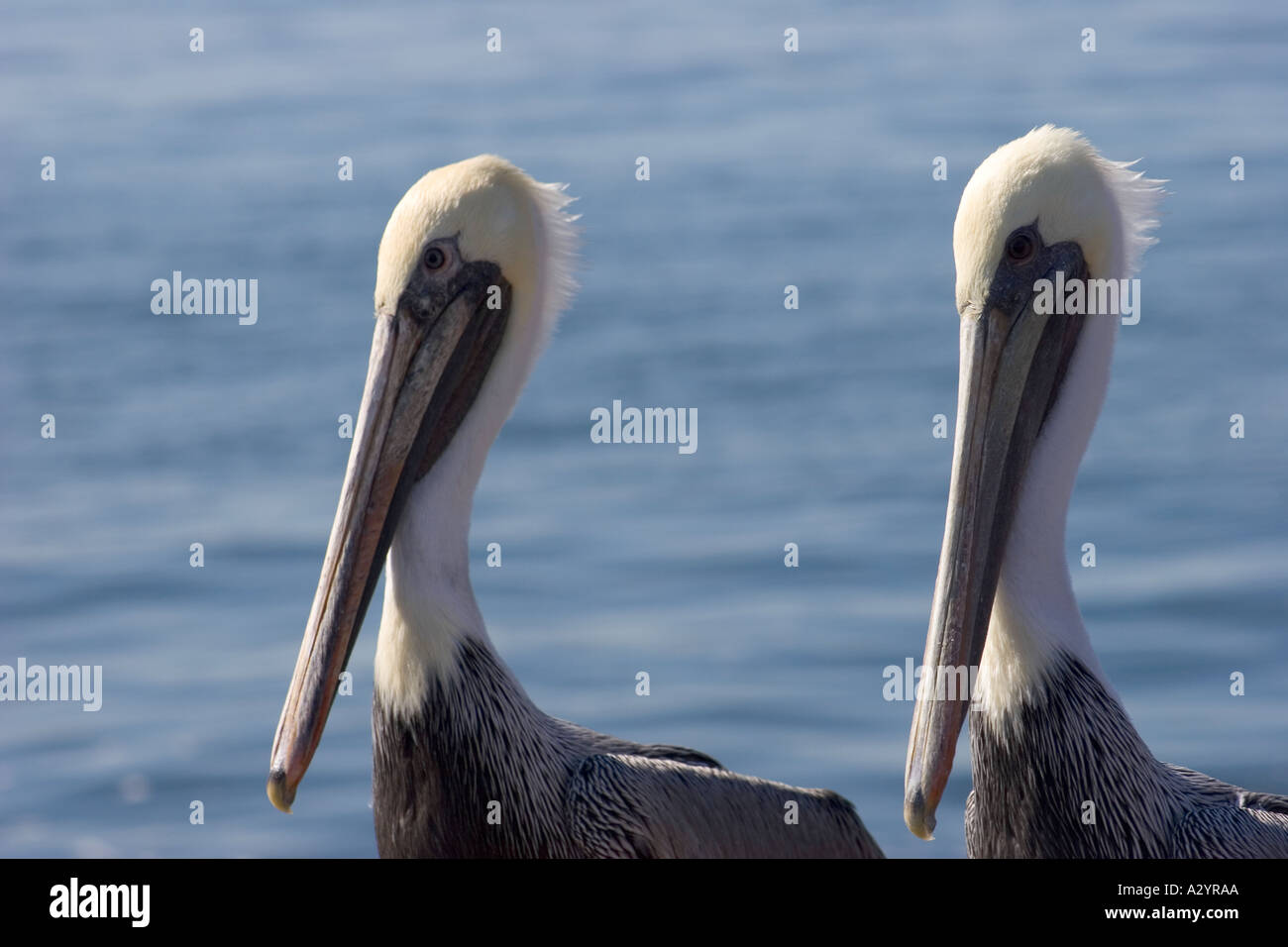 Pelicans at end of Pier Santa Barbara California USA Stock Photo - Alamy
