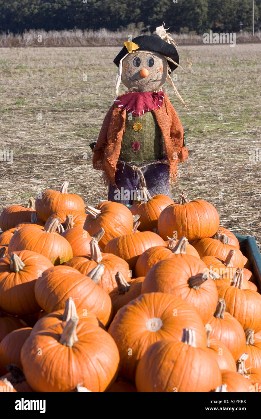 Pumpkin Field with Scarecrow Highway One California USA Stock Photo - Alamy