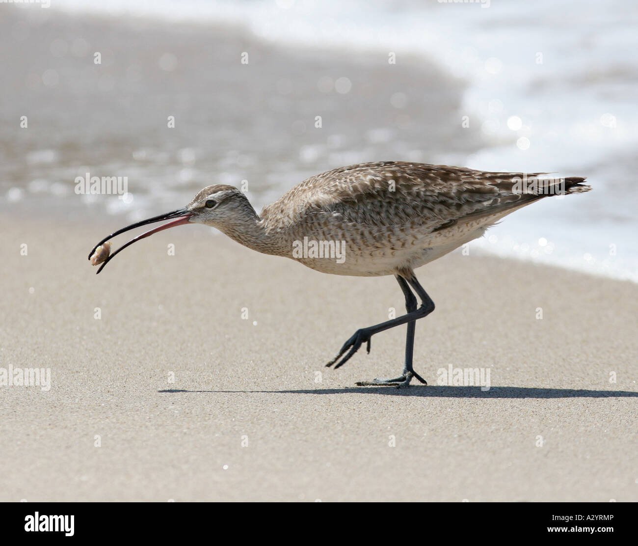 Longed hi-res stock photography and images - Alamy