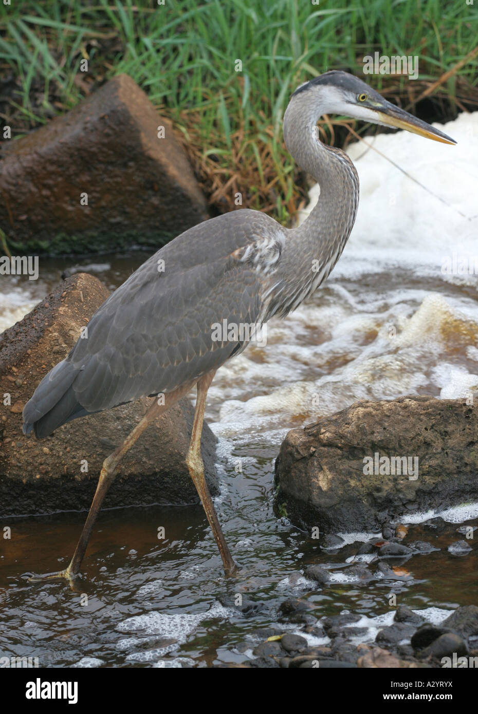 Great blue heron warning sign Stock Photo - Alamy