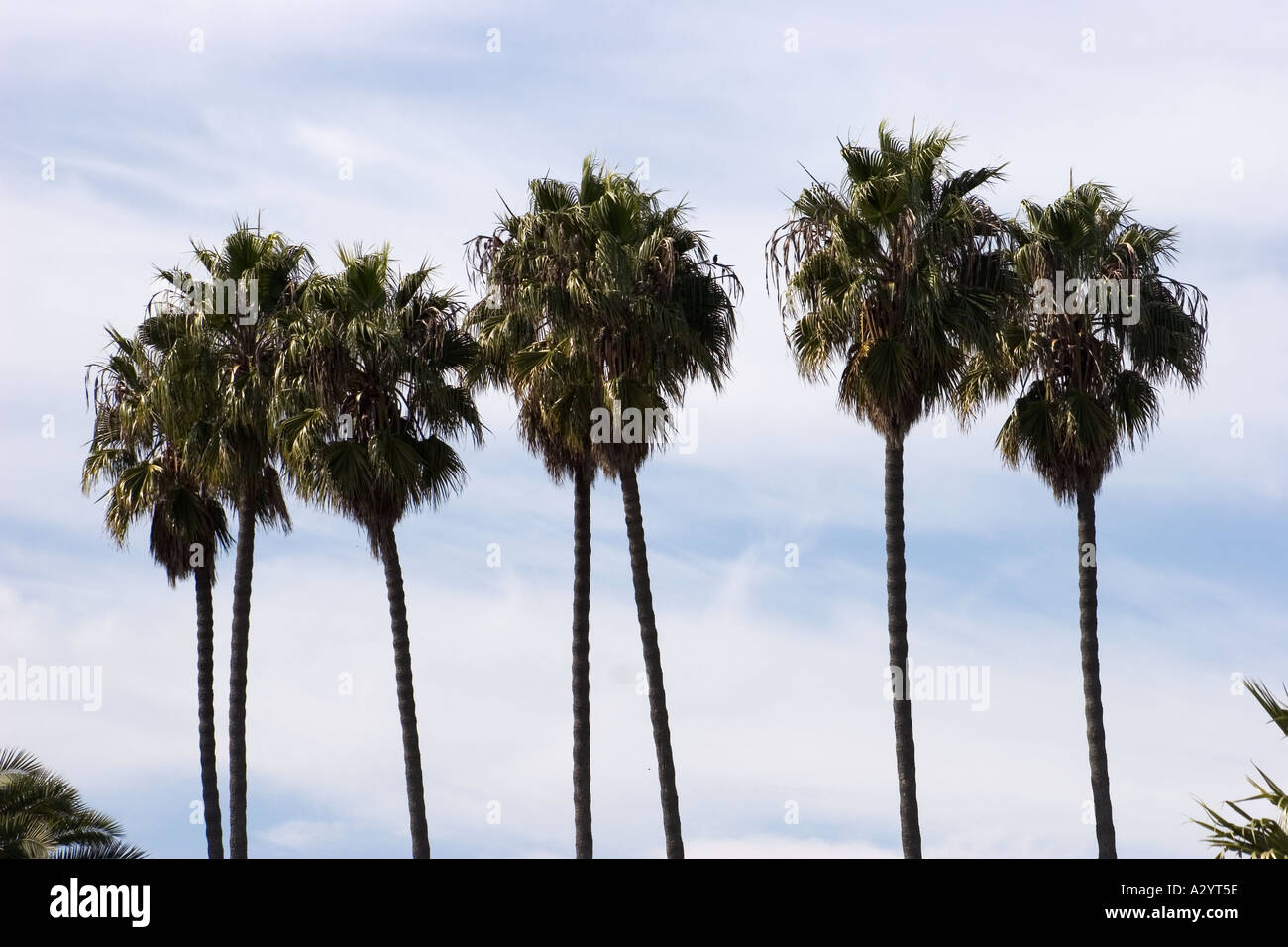 Palm Trees Santa Barbara California USA Stock Photo - Alamy