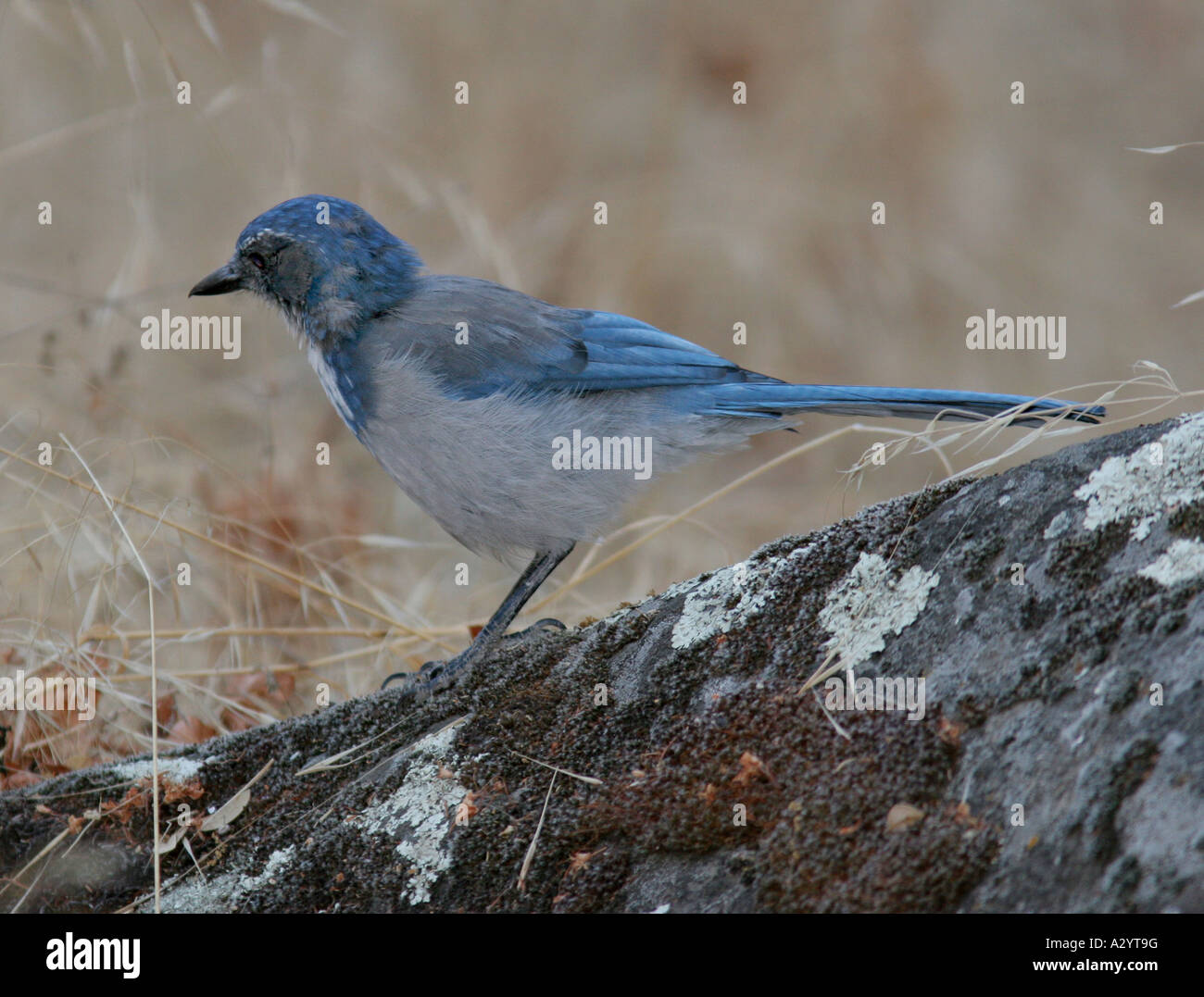 Jay rock hi-res stock photography and images - Alamy