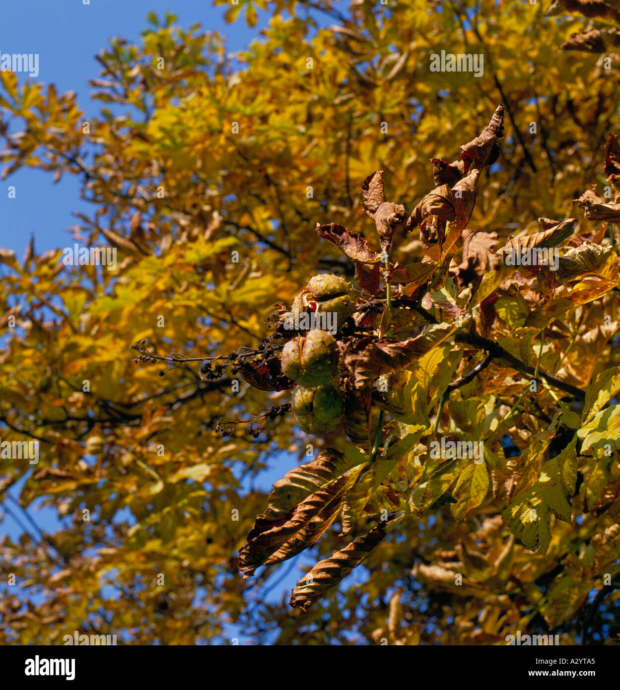 Chest nut hi-res stock photography and images - Alamy
