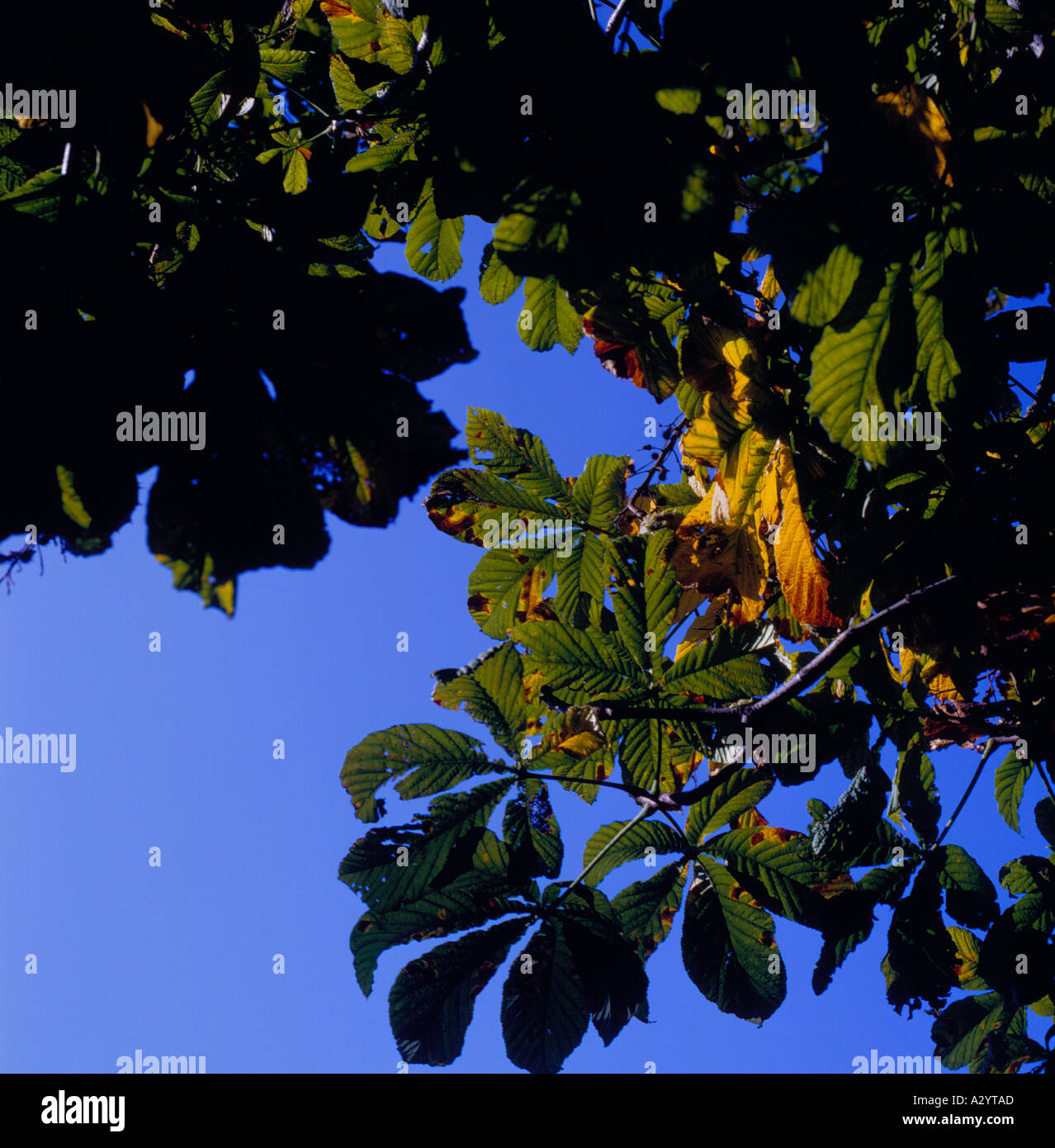 Biologic chest hi-res stock photography and images - Alamy