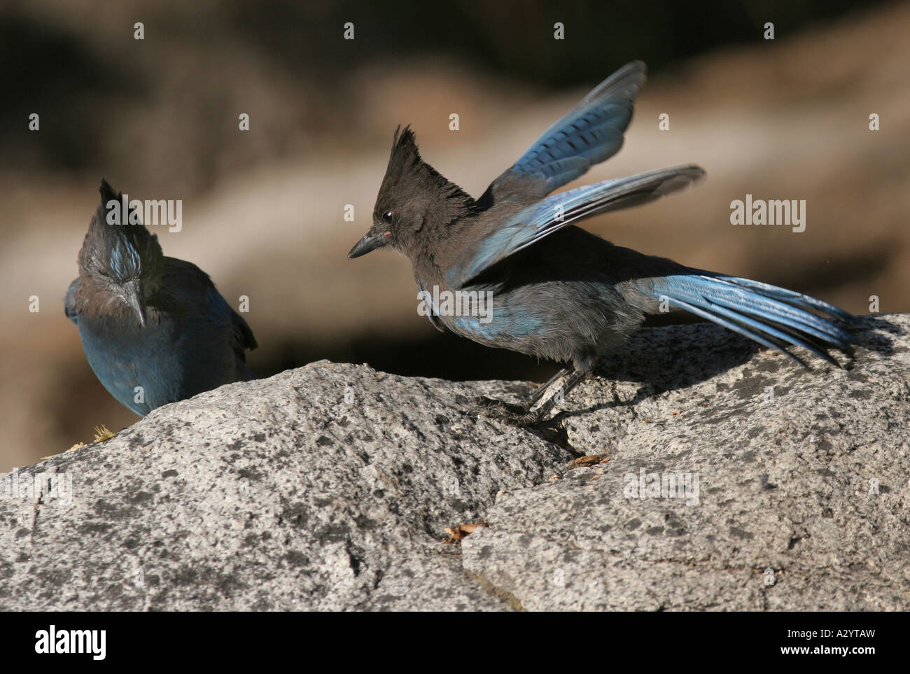 Stellers steller's Jay Stock Photo - Alamy