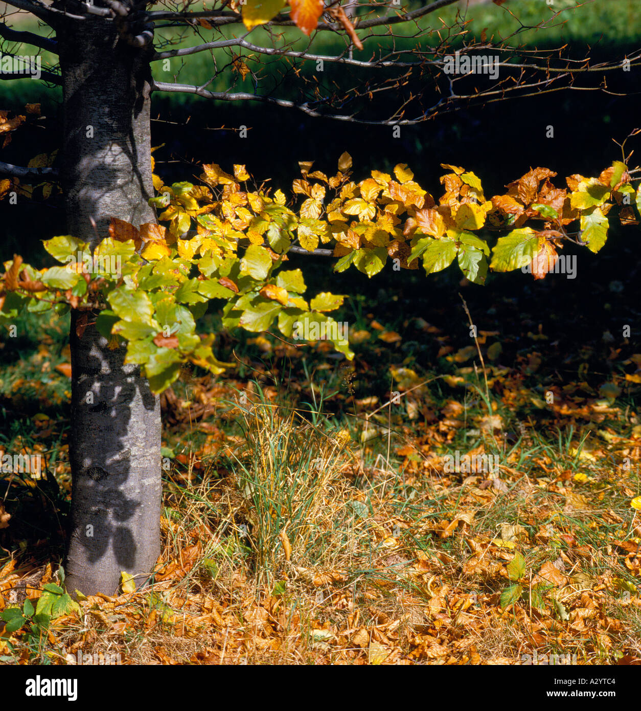 young beech tree in fall. Photo by Willy Matheisl Stock Photo - Alamy