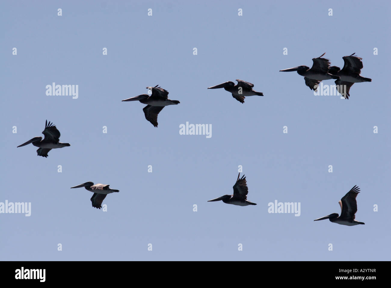 Brown pelican fly flying formation beach pacific ocean Crystal Cove ...