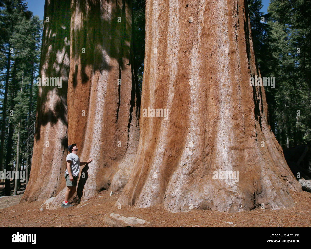 Giant forest sequoia national park hi-res stock photography and images ...
