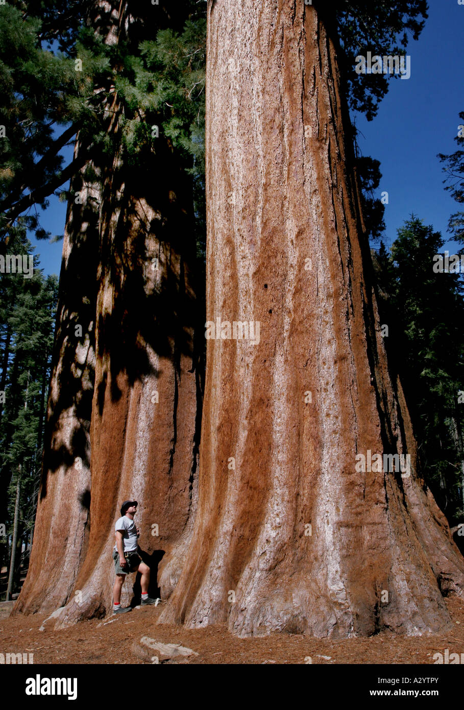 Giant sequoia trees in the Giant Forest Sequoia National Park ...