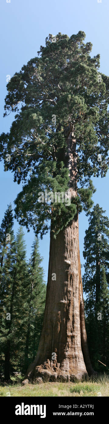 Giant sequoia tree in the Giant Forest Sequoia National Park California ...