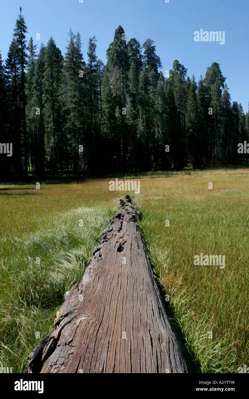 Giant sequoia trees in the Giant Forest Sequoia National Park ...