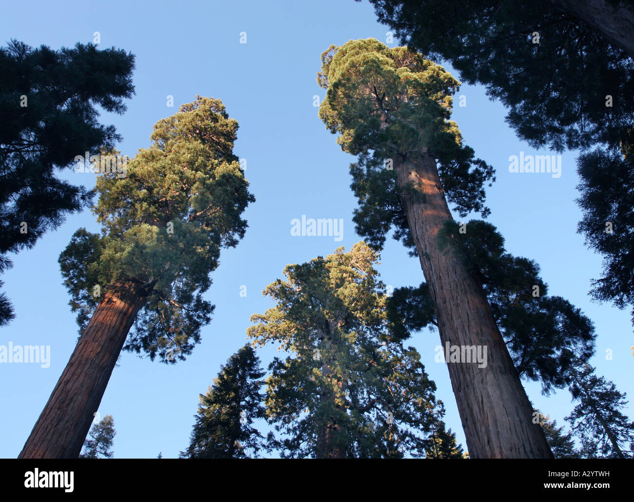 Giant sequoia trees in the Giant Forest Sequoia National Park ...