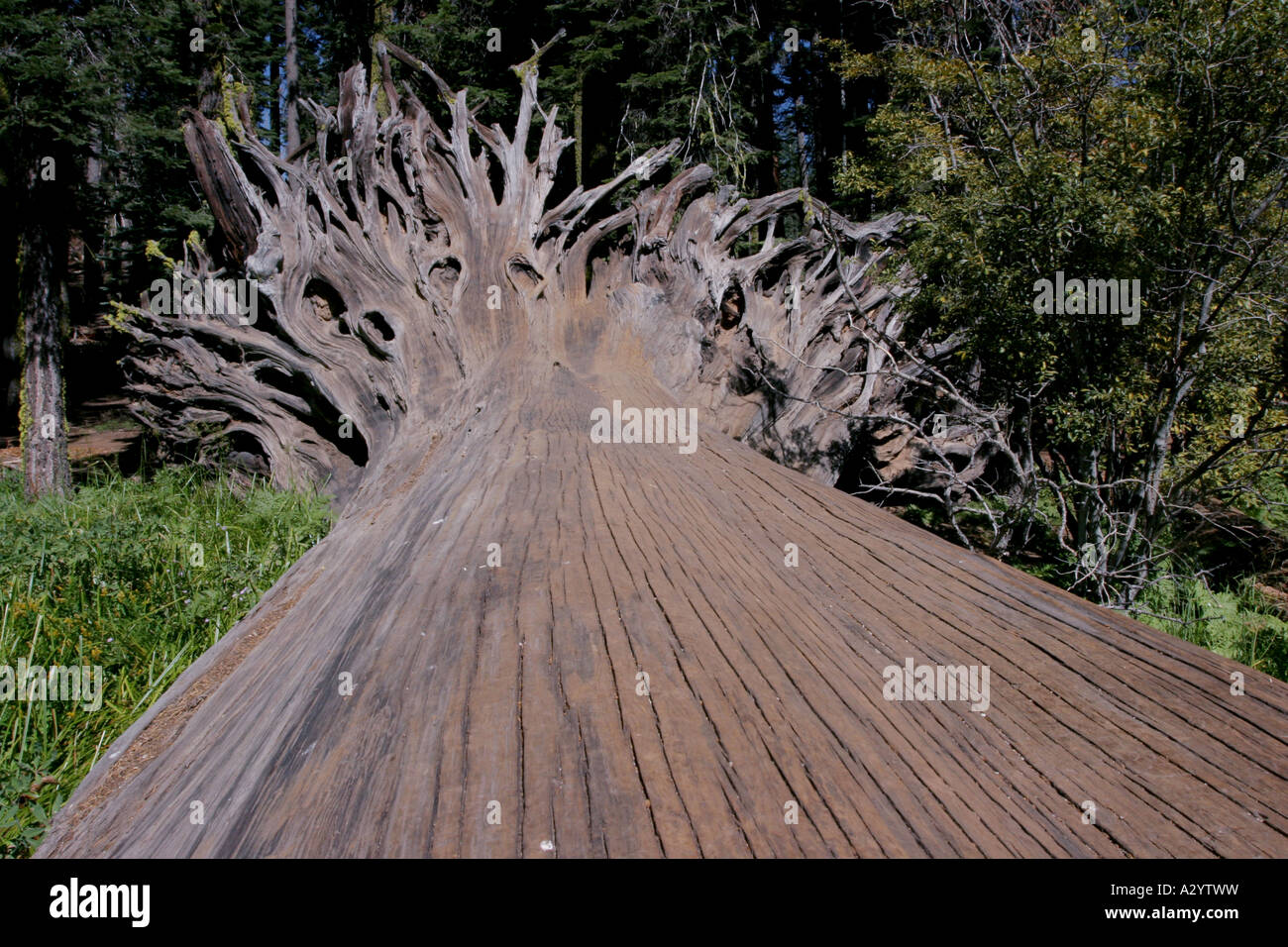 Giant sequoia trees in the Giant Forest Sequoia National Park ...