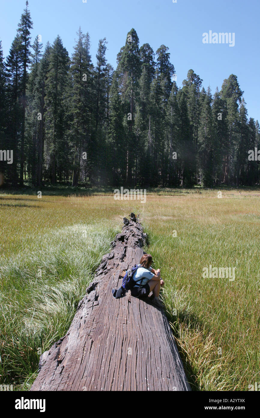 Giant sequoia roots hi-res stock photography and images - Alamy