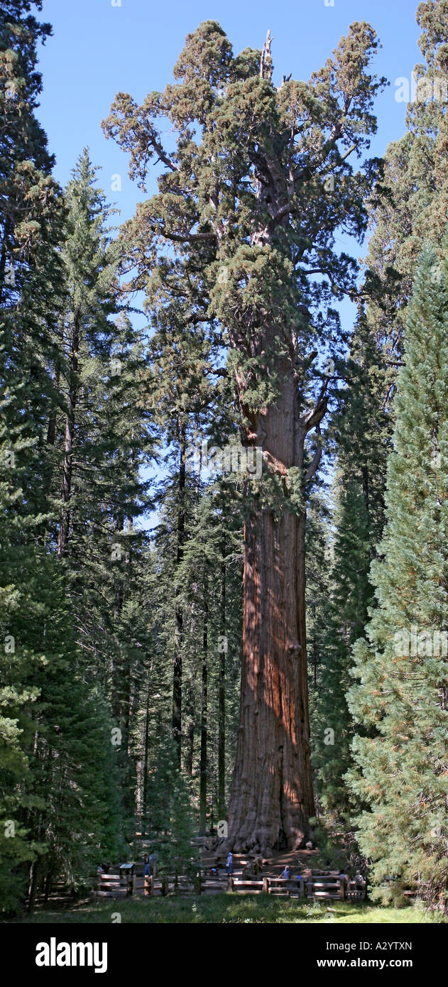 General Sherman tree Giant sequoia Stock Photo - Alamy