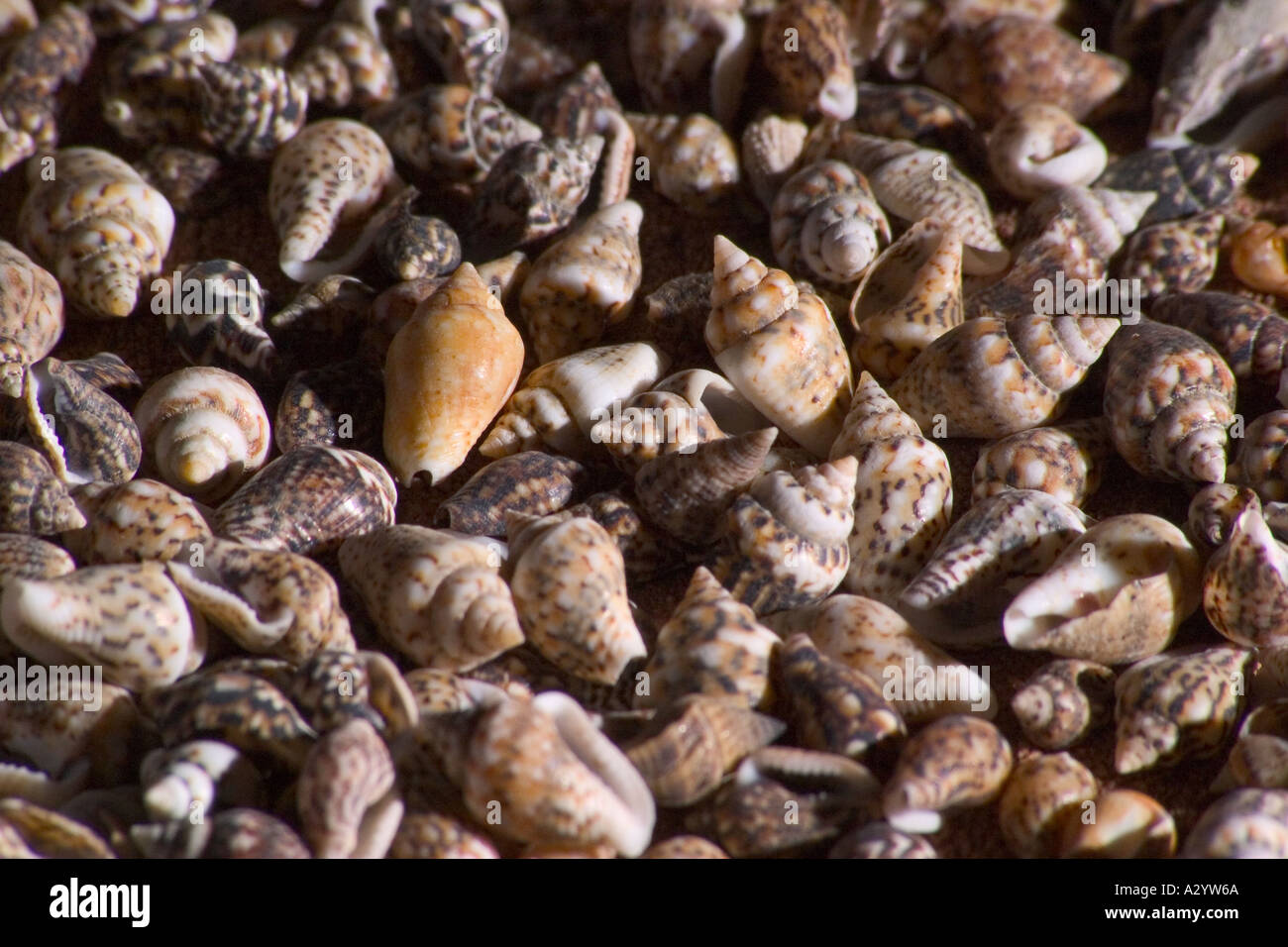 Spiral shells hi-res stock photography and images - Alamy