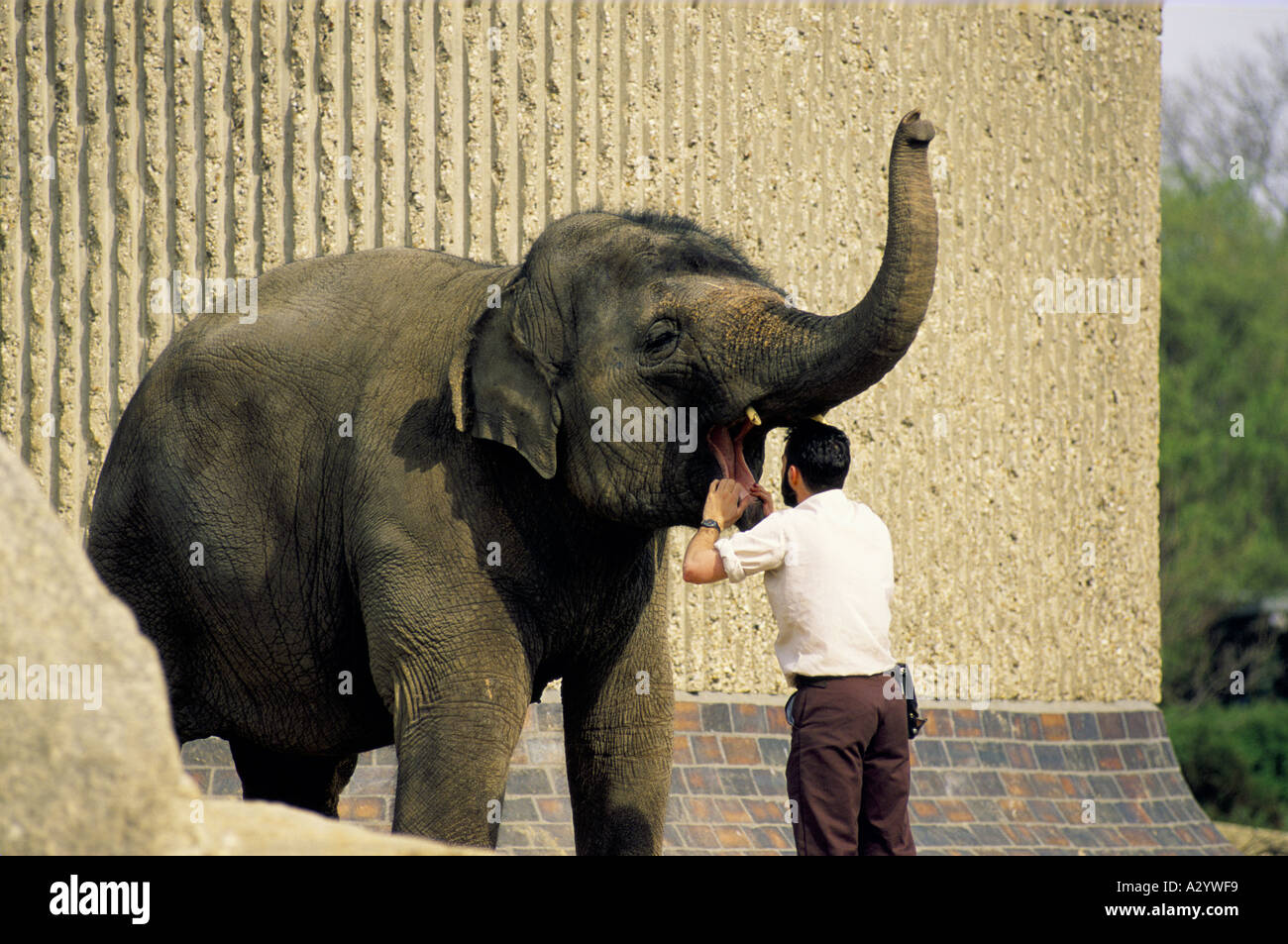 The zoo keeper hi-res stock photography and images - Alamy