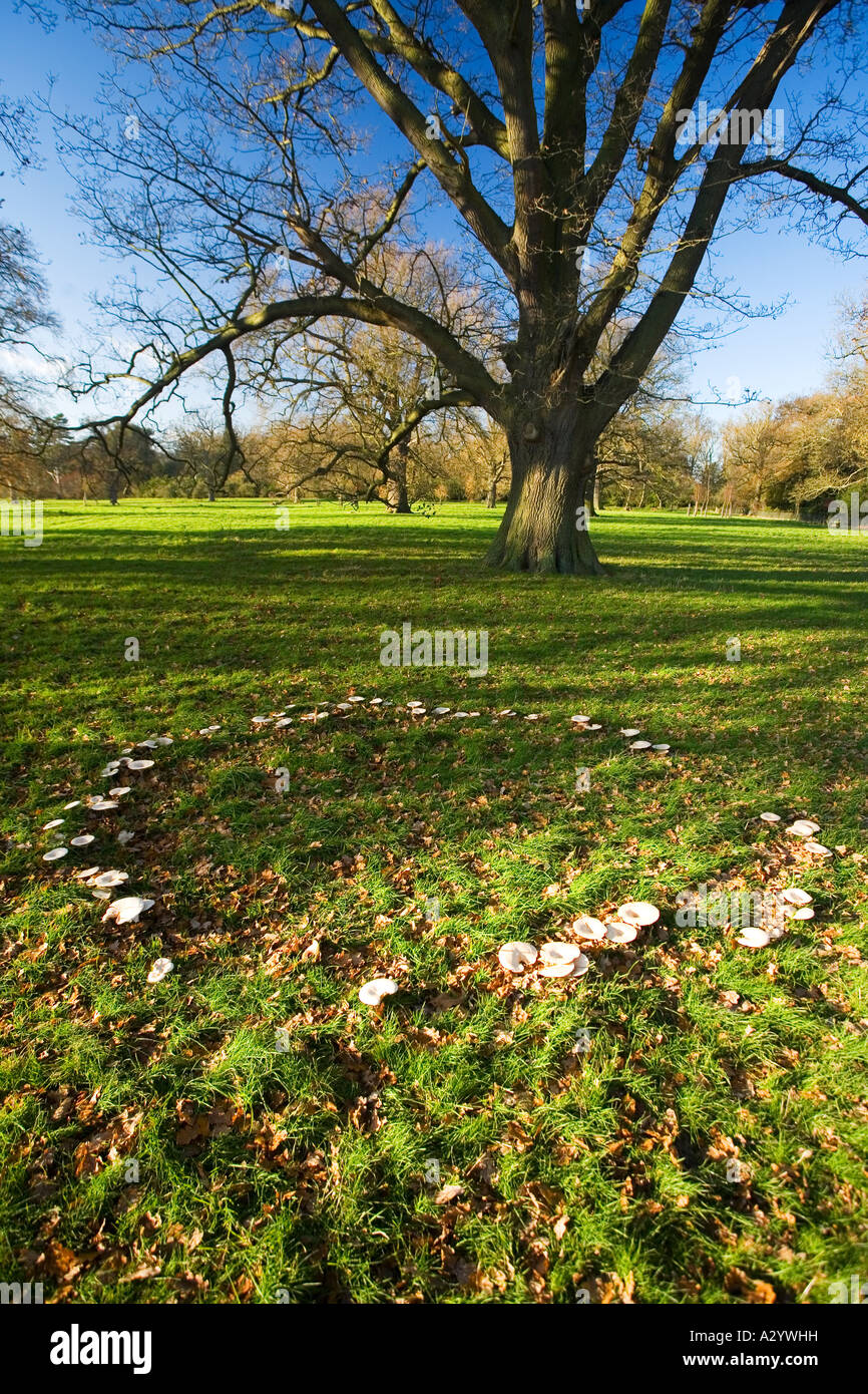 Fairy ring of fungi toadstools mushrooms in autumn meadow England UK ...