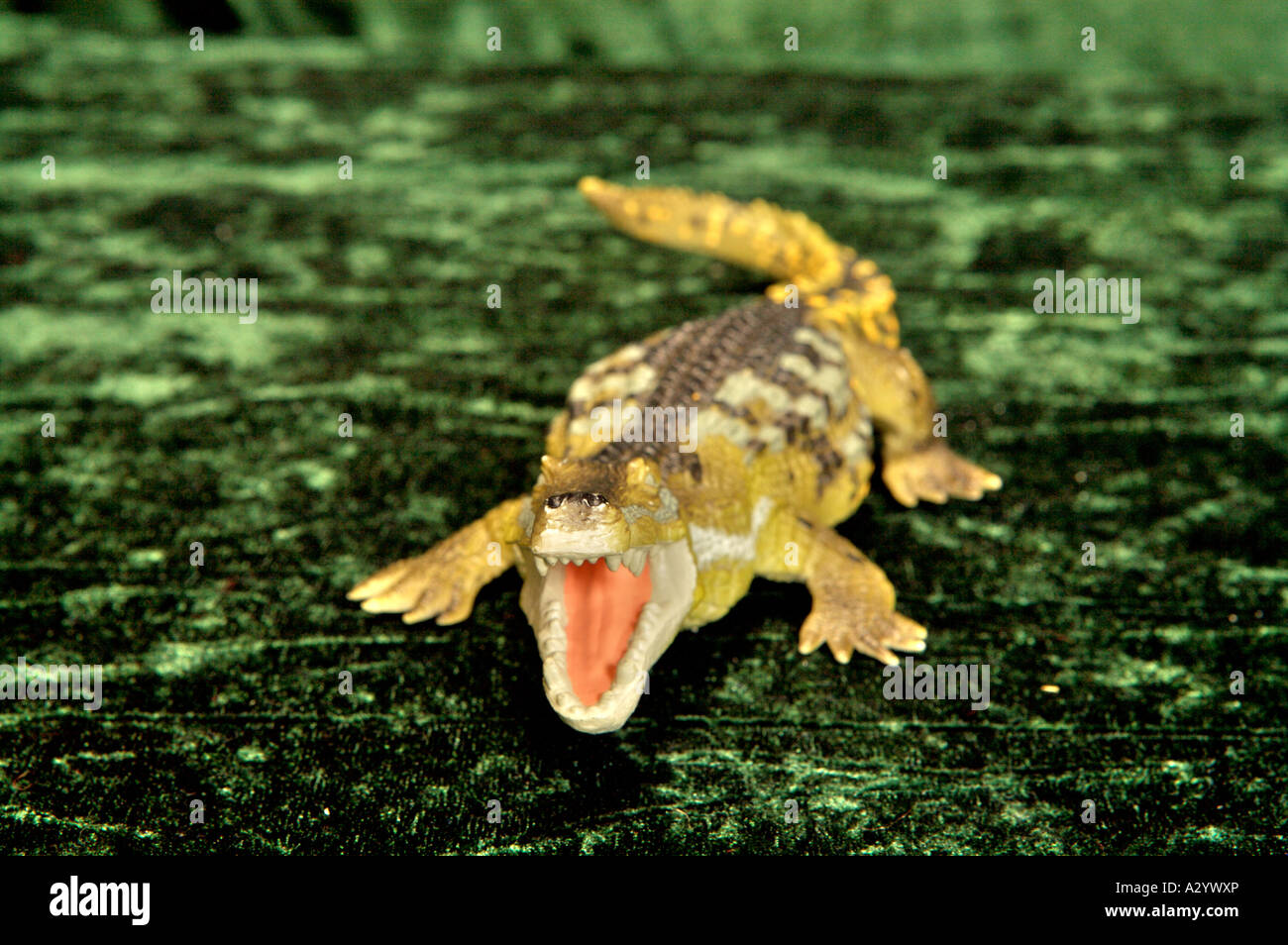 Crocodile cutout cut out hi-res stock photography and images - Alamy