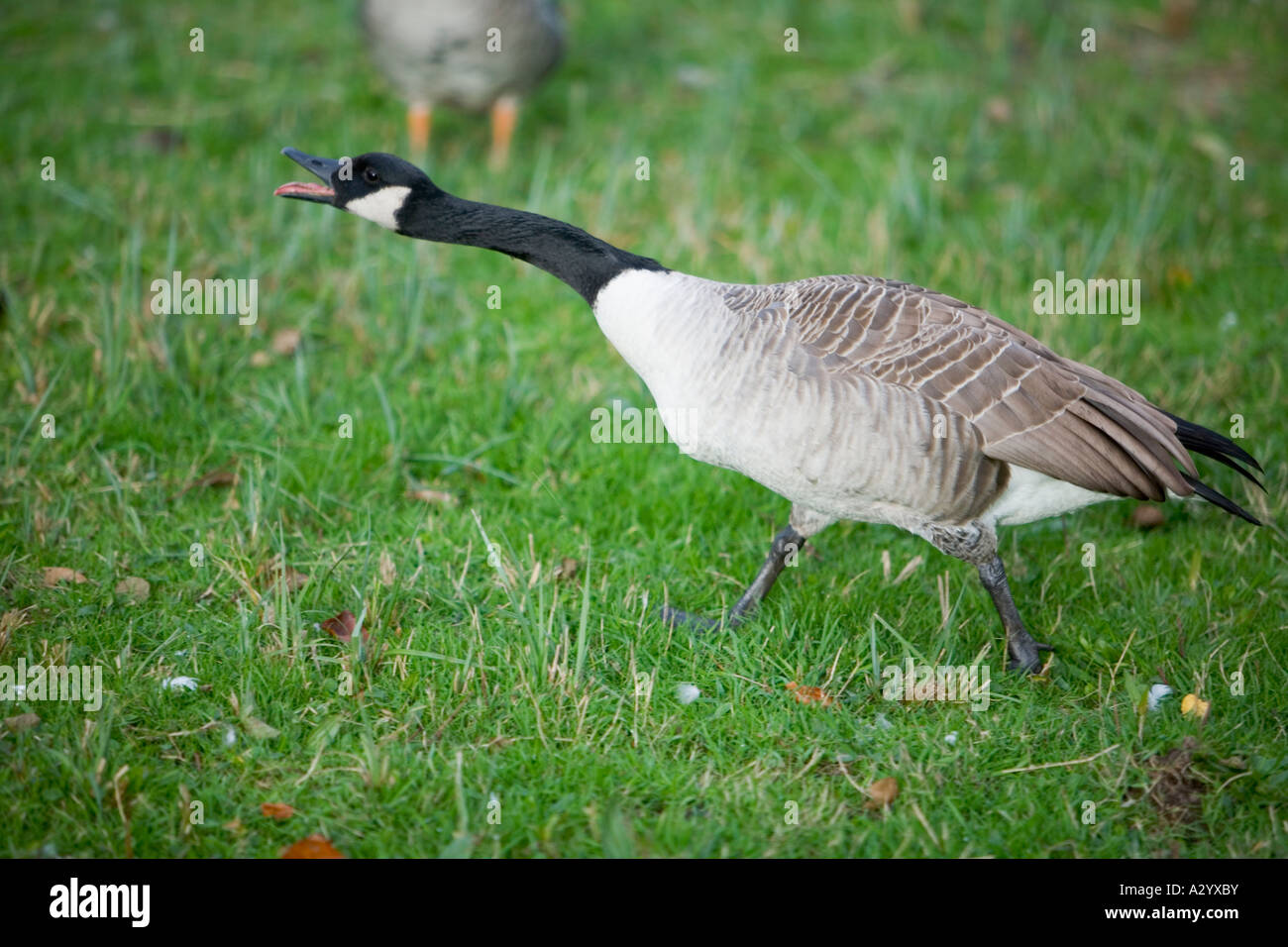 Canada Goose Branta Canadensis territorial behaviour Stock Photo - Alamy