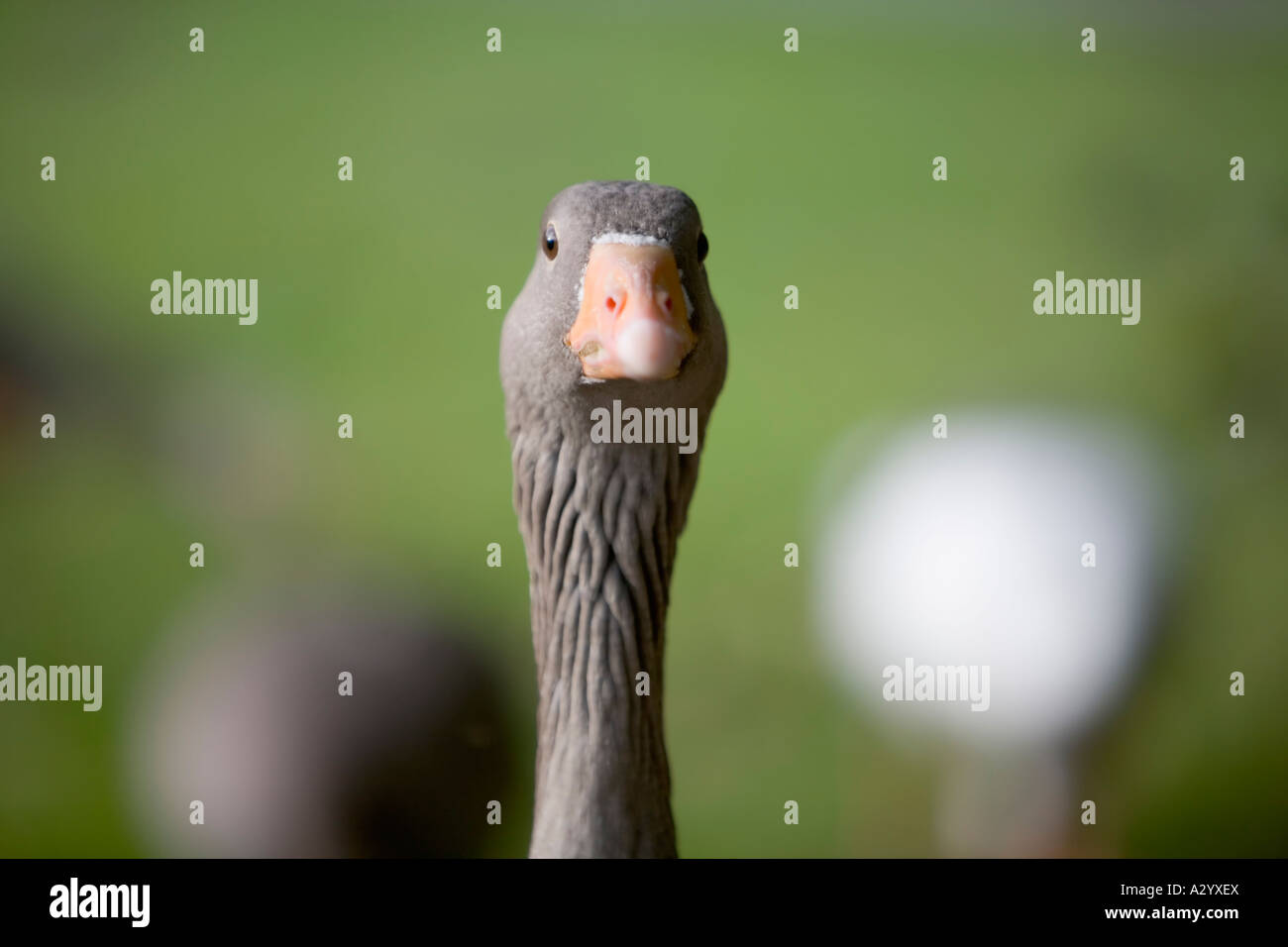 Greylag goose Anser anser portrait horizontal Stock Photo - Alamy
